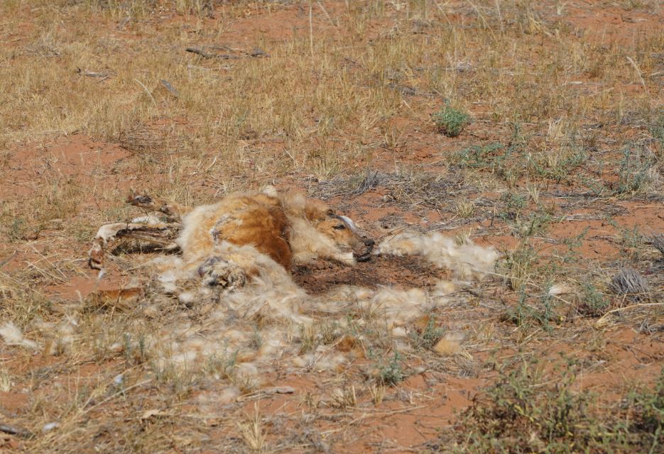 Wooleen Station couple taking radical stand to recover ancient outback ...