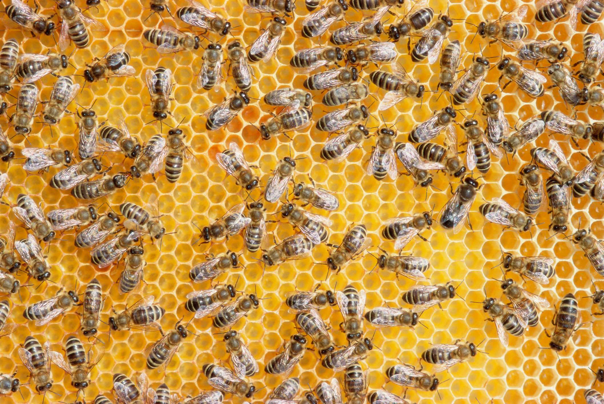 Verroa mite red zone grows - ABC Radio National