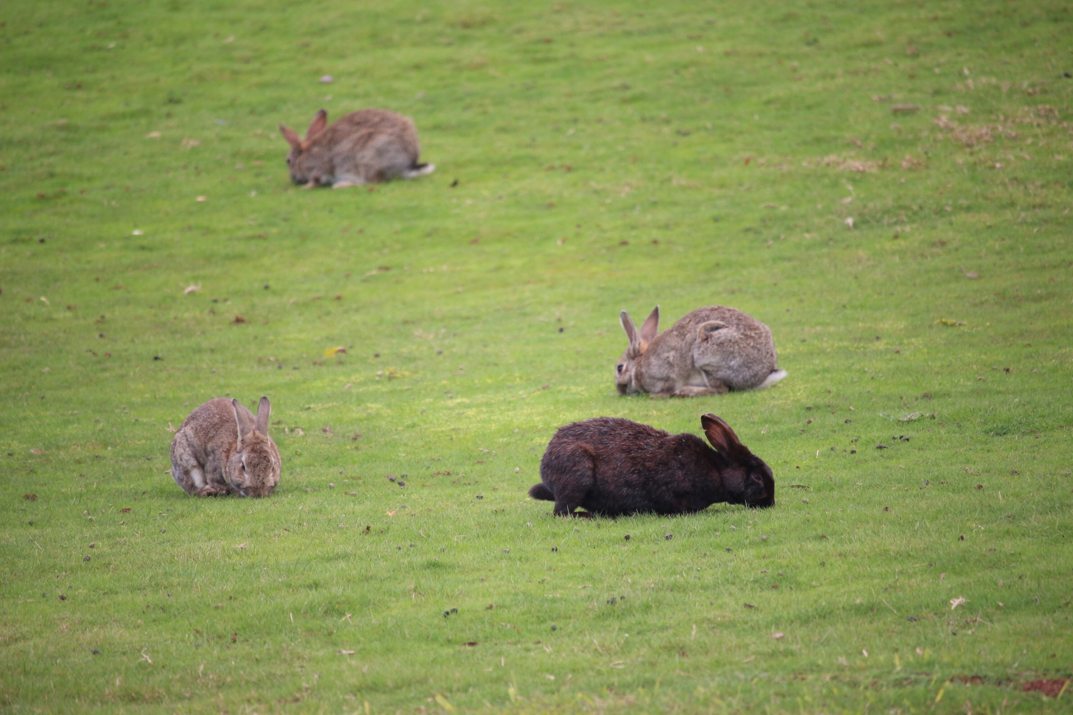 Calicivirus release is a 'complacency deal' and the rabbits will come ...