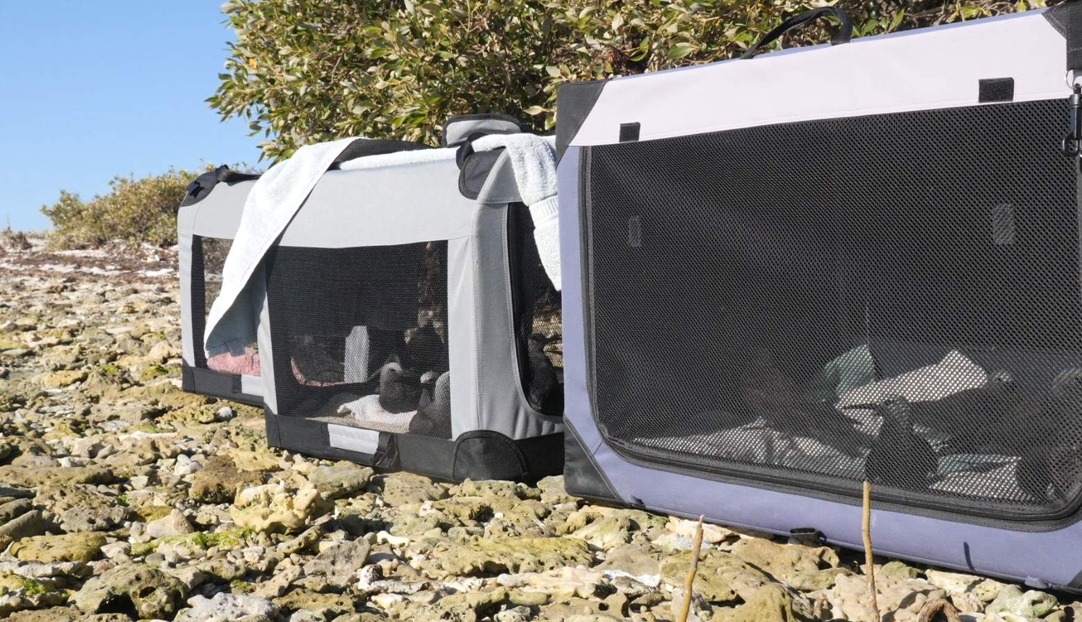 Volunteers return lesser noddy seabirds to Abrolhos Islands after once ...