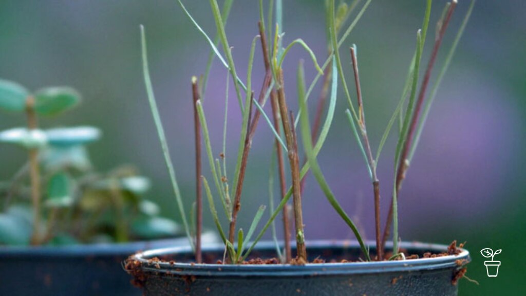 Native Cuttings - Gardening Australia