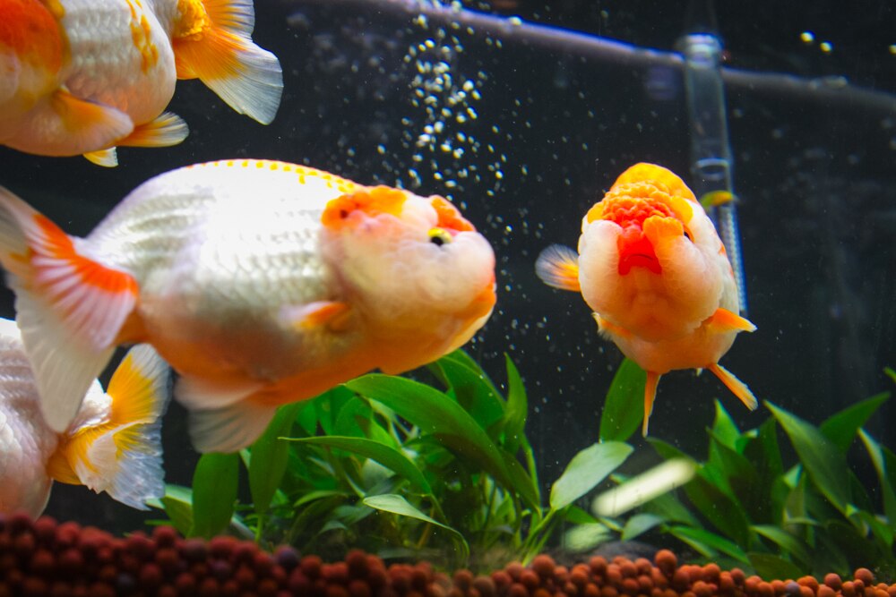 Getting the most from your aquarium - ABC listen