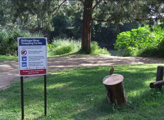 Mystery turtle virus prompts NPWS to erect warning signs along ...