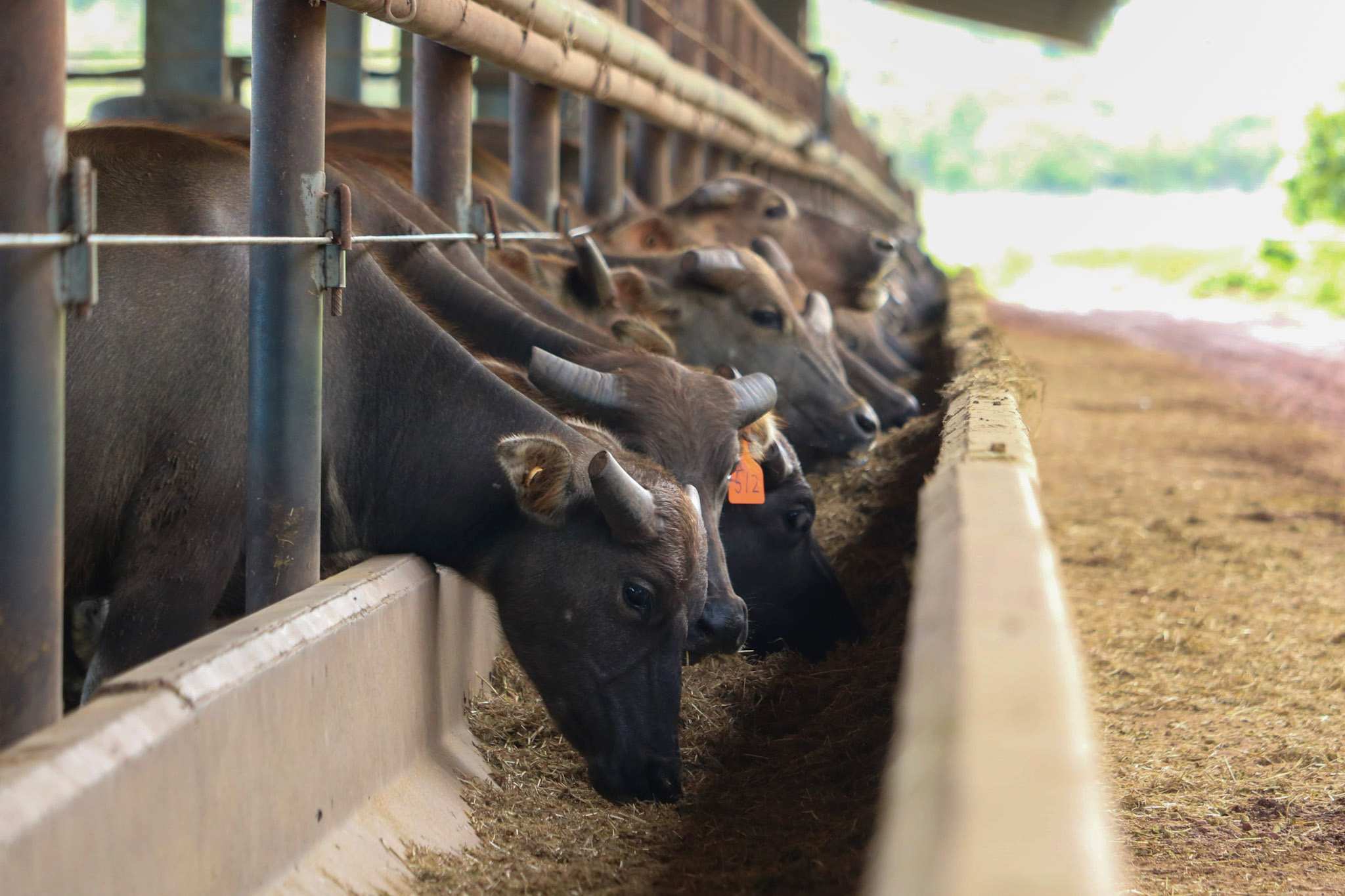 NT Country Hour - ABC listen