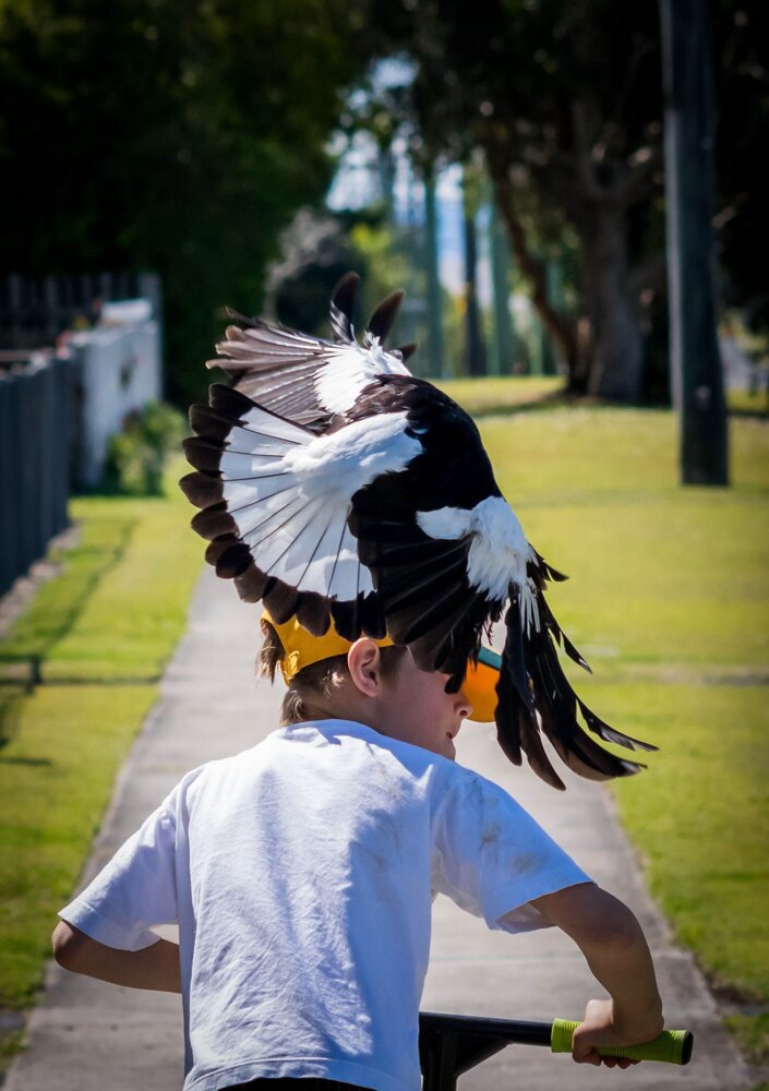 Magpie swooping a playful game of cat and mouse between boy and ...