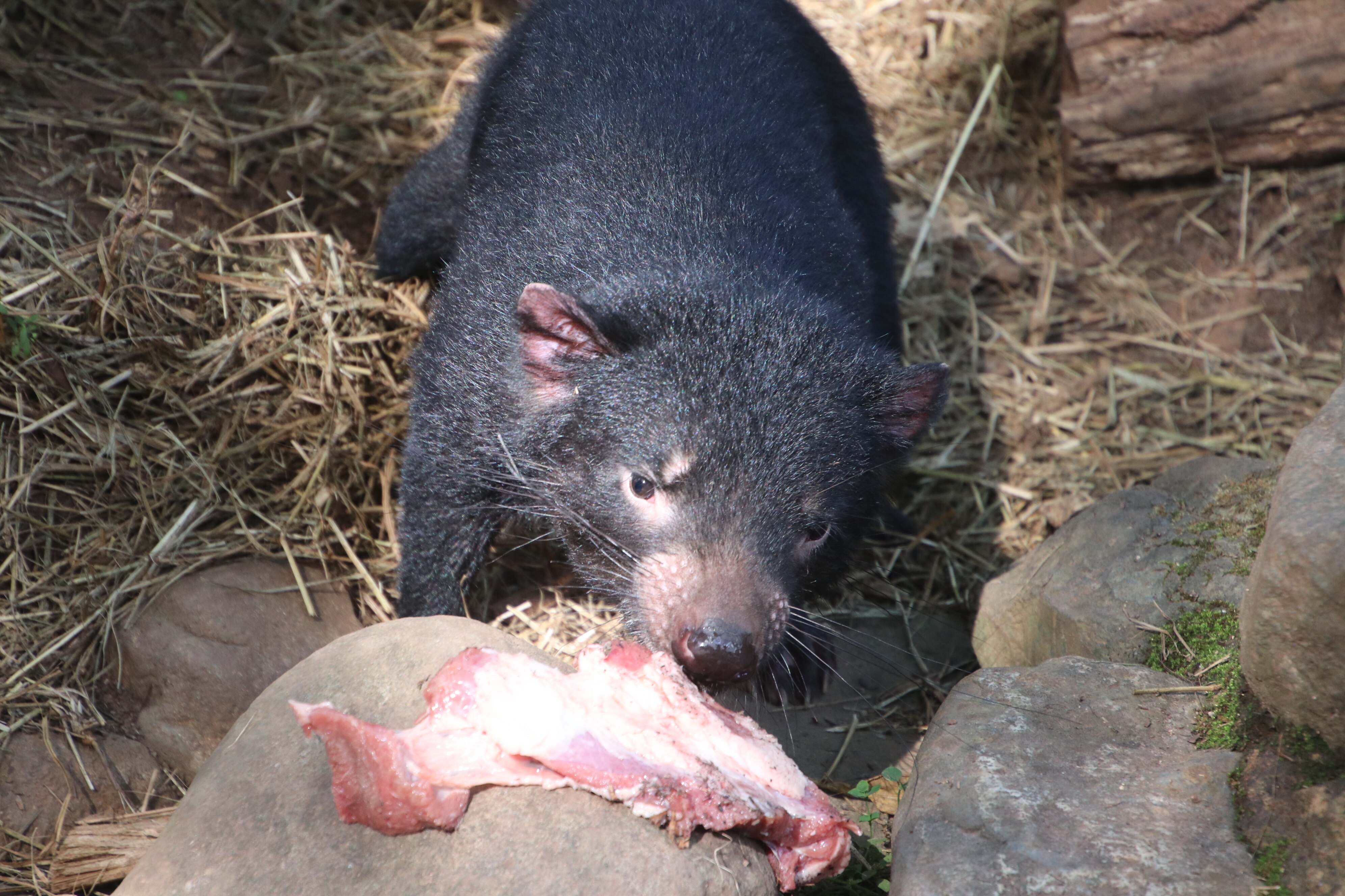Tasmanian Devil Eating Snake