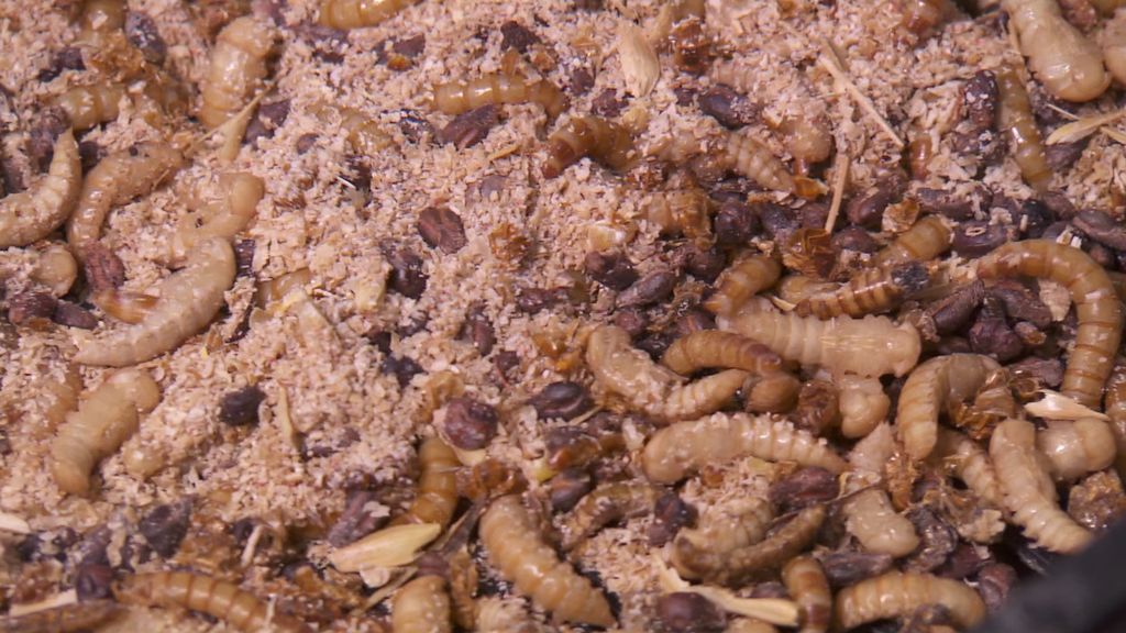Insect Bites: Australia's emerging insect-farming sector - ABC News