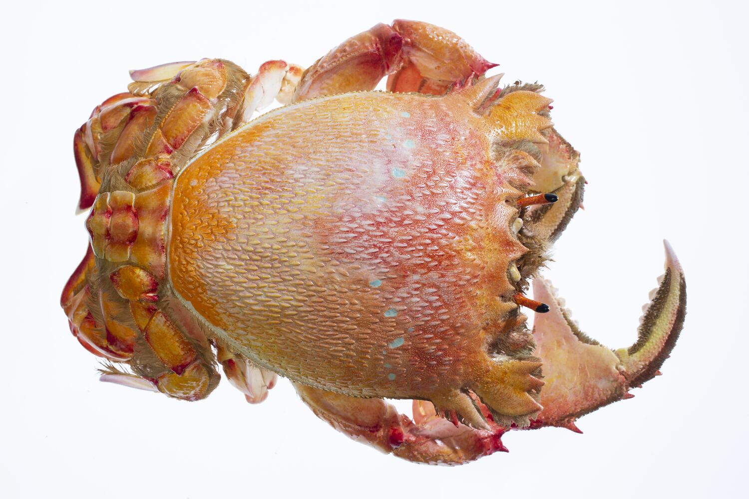 Why crustaceans keep evolving to look like crabs, and how to tell 'true ...