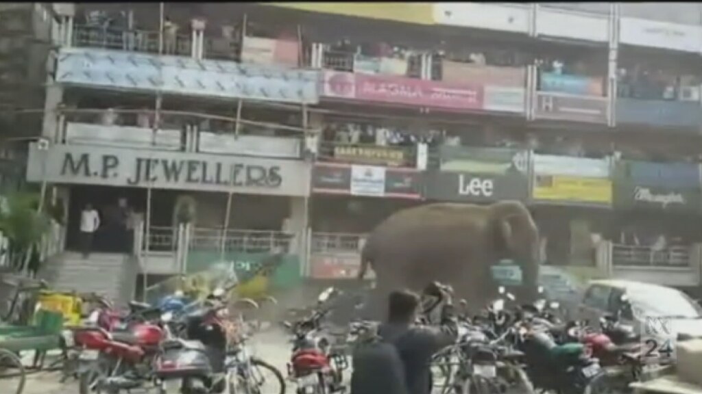 Wild elephant goes on rampage in Indian town, damages 100 buildings ...
