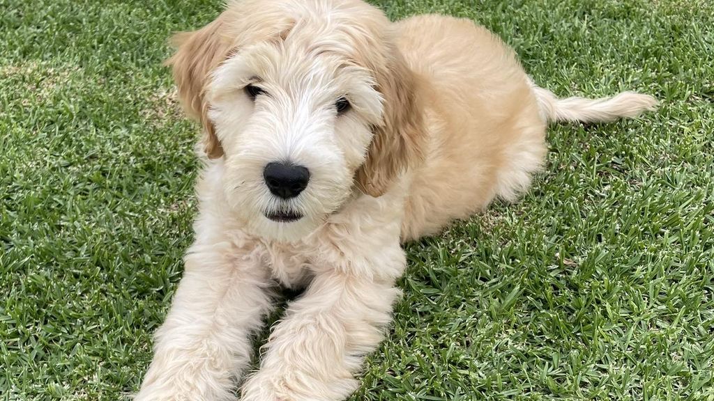 Murphy the wellbeing dog starts at Stirling North Primary School next ...