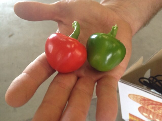 Ball chillies pack a punch - ABC News