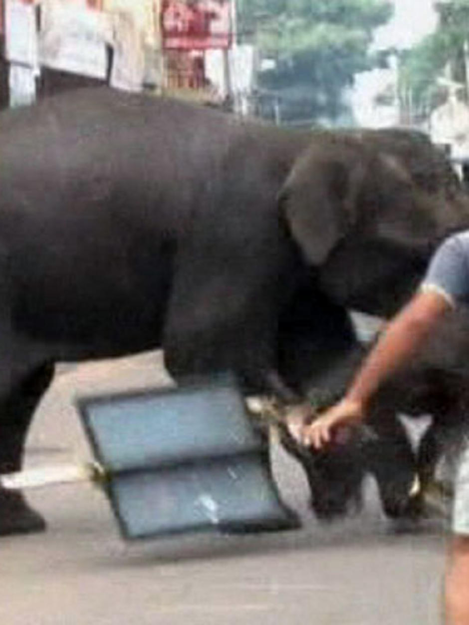 Indian elephants on deadly rampage - ABC News
