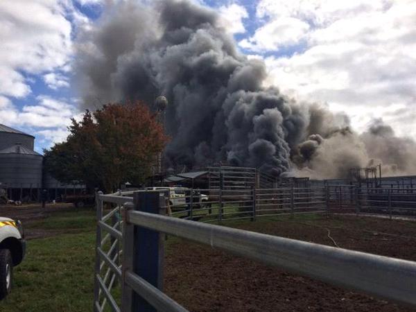 Fire at pig stud farm kills up to 200 animals in NSW southern highlands ...