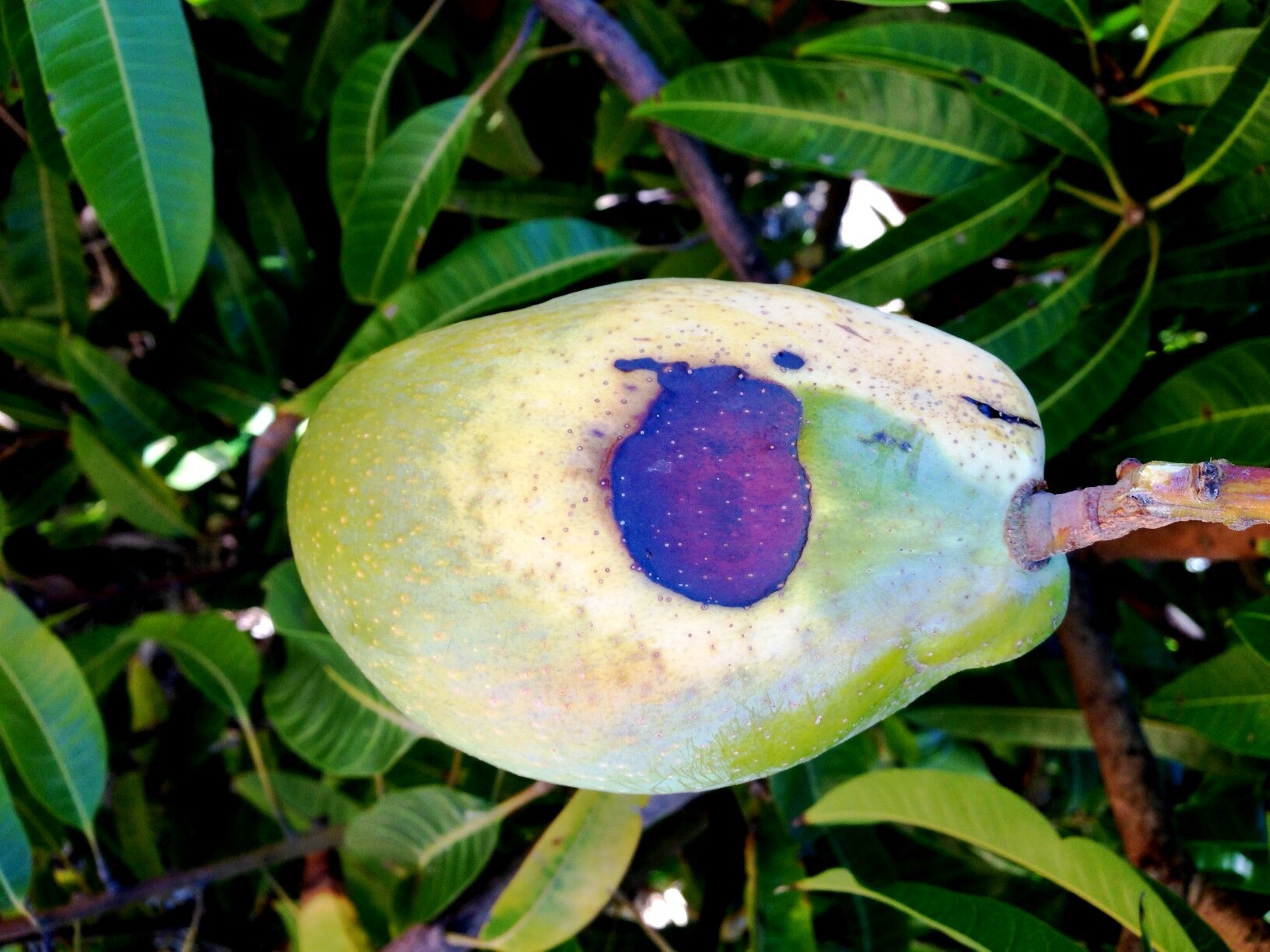 Heat ruins WA's southern mango crop - ABC News