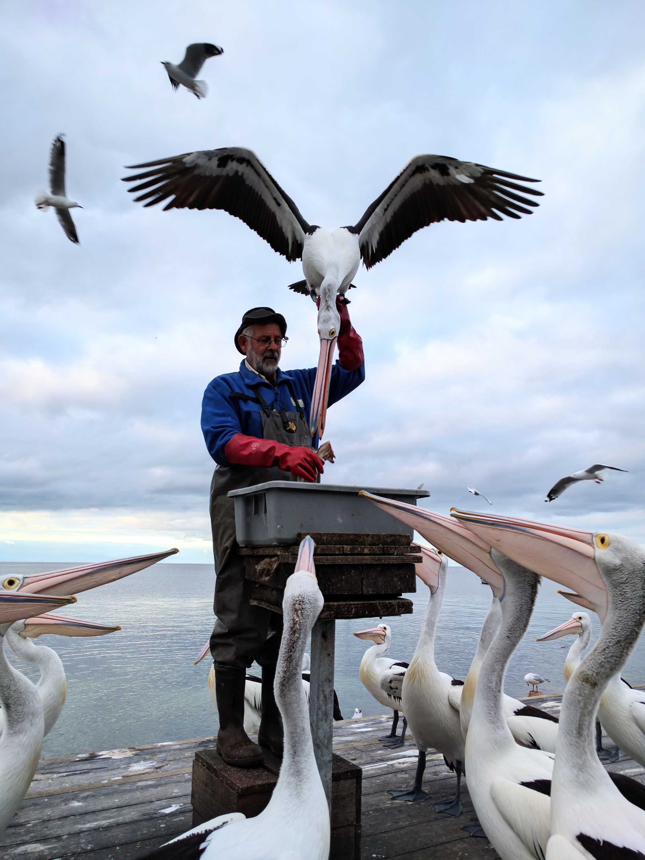 Kangaroo Island's pelican man grounded after 23 years of bird feeding ...