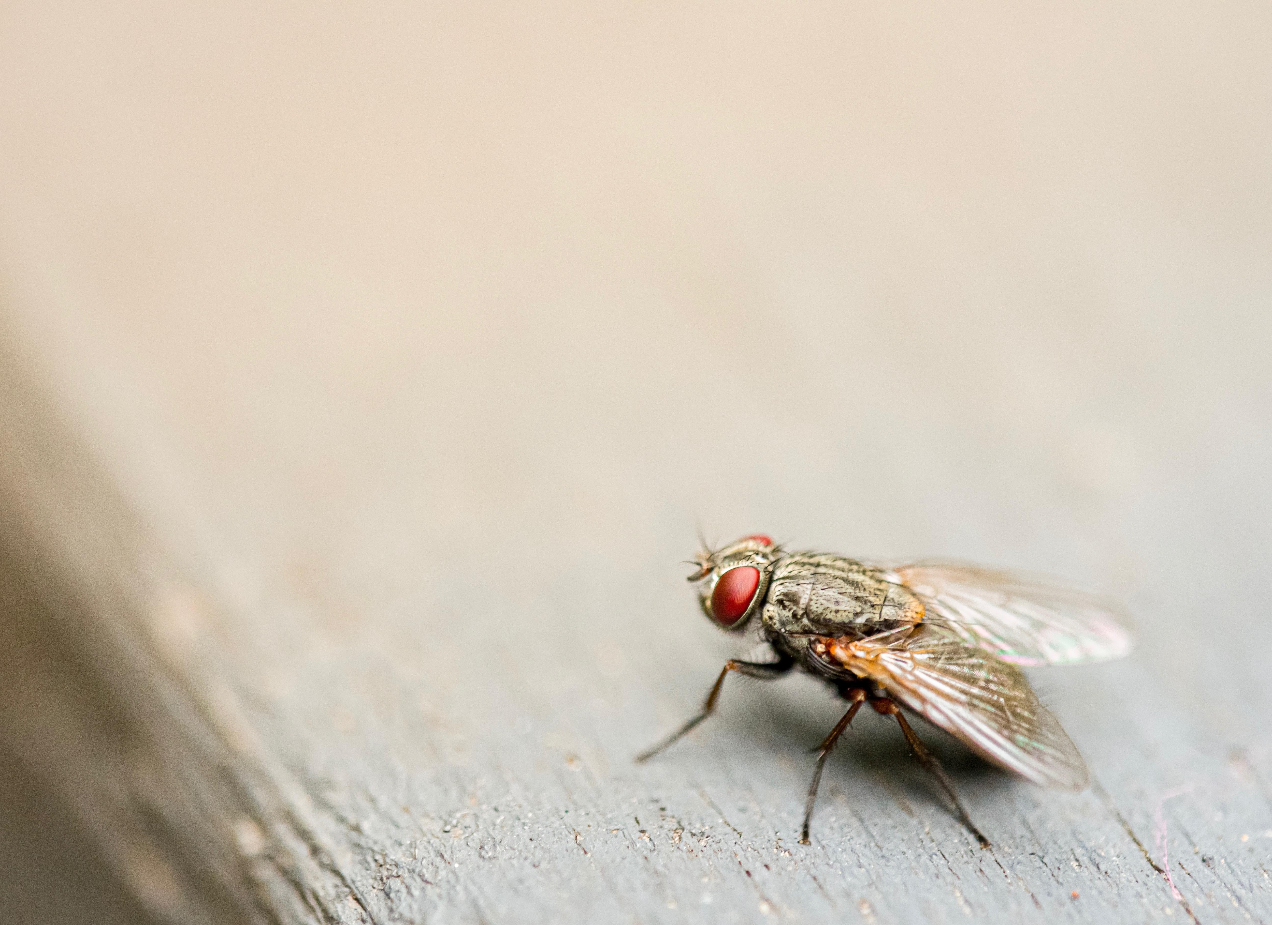 Are flies and mosquitoes attracted to our sweat? - ABC listen