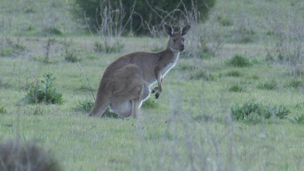 Calls for kangaroo cull - ABC News