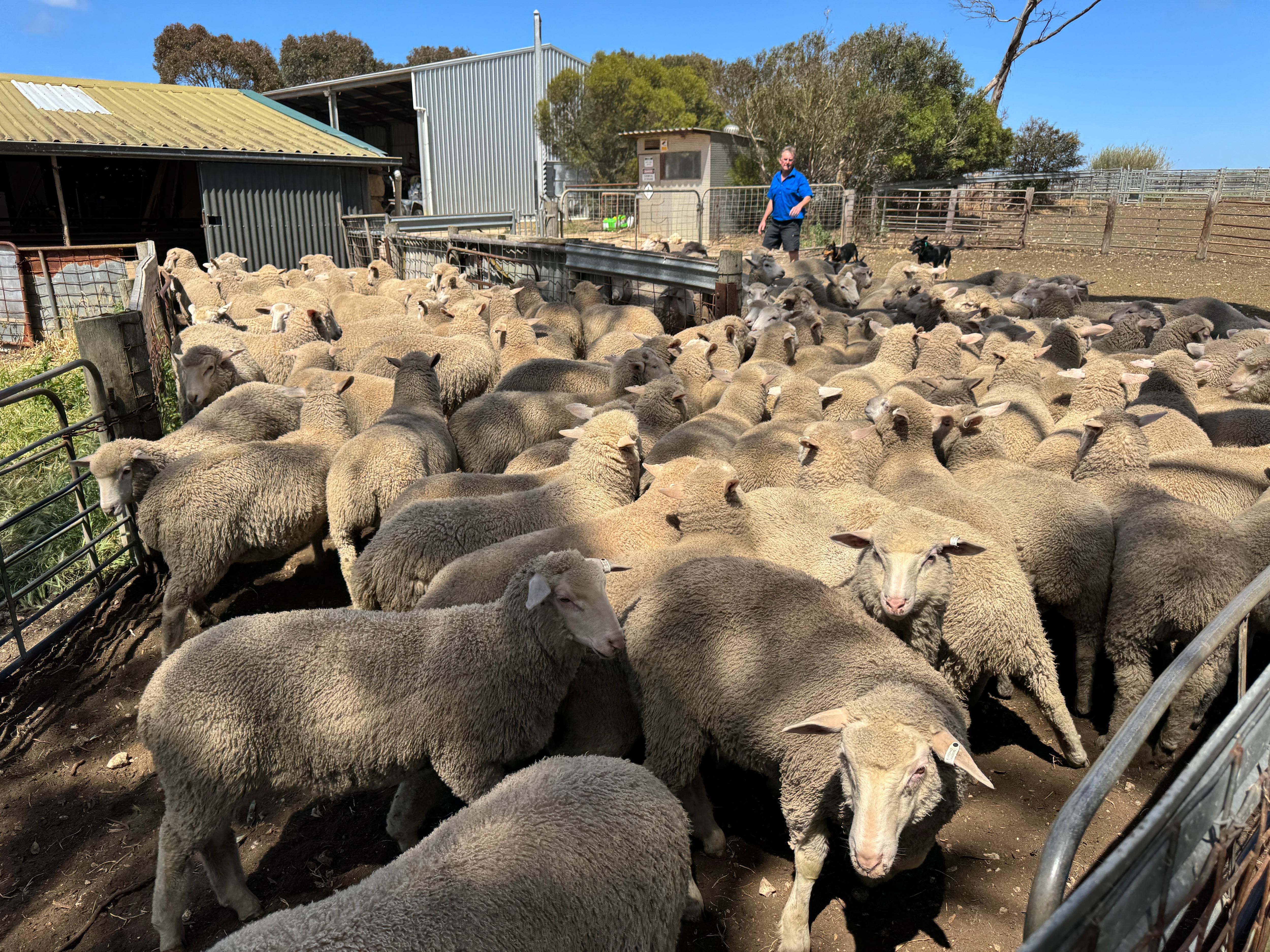 Sterile flies rain down on Kangaroo Island as battle to wipe out sheep ...