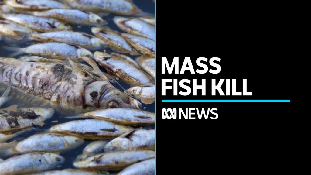 Response underway to clean up massive fish kill in NSW - ABC News