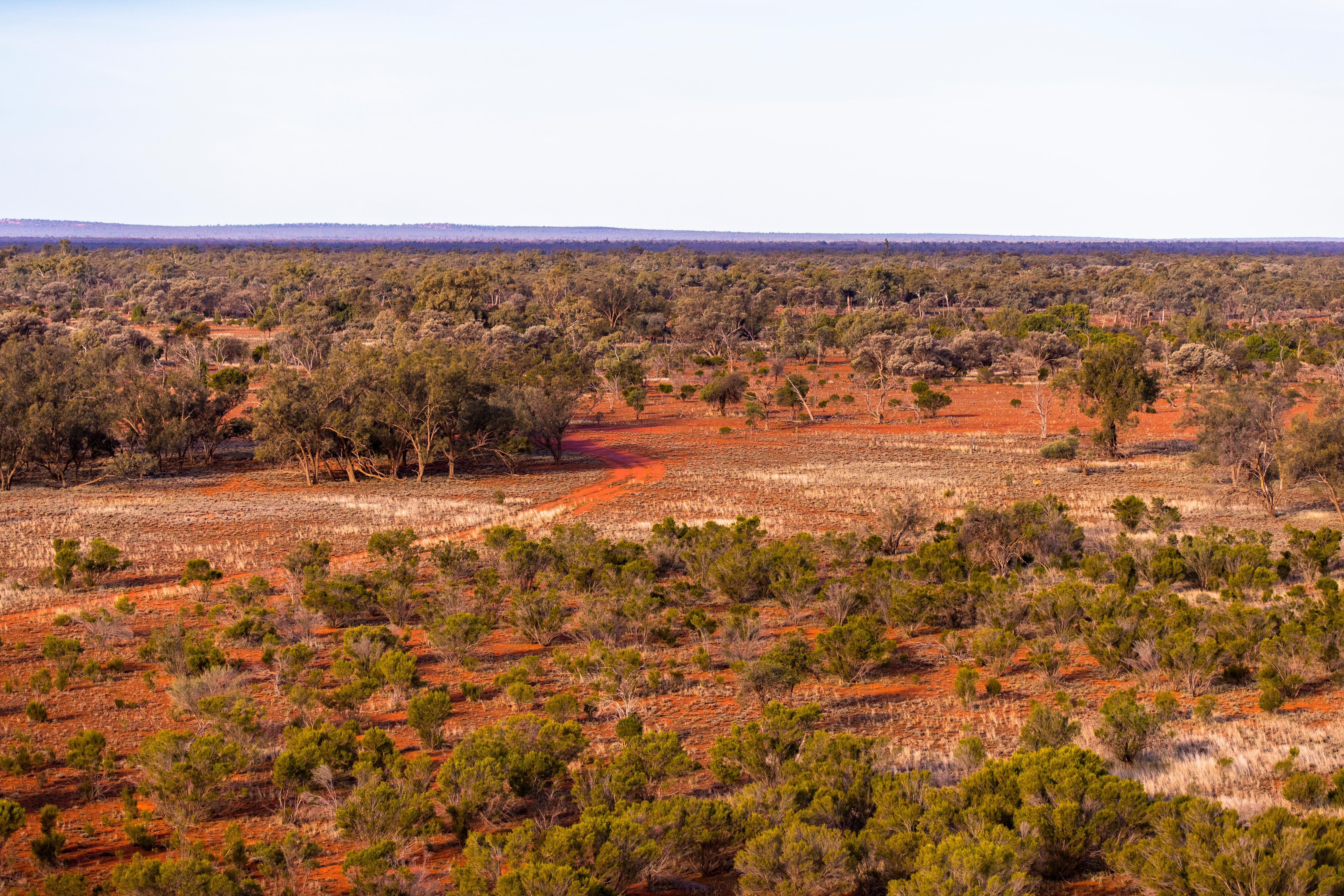 NSW outback stations to be converted into national parks to save flora ...