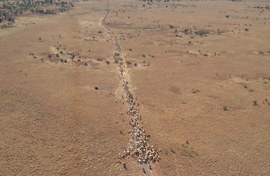 Northern Territory cattle muster goes up a gear with help of ...