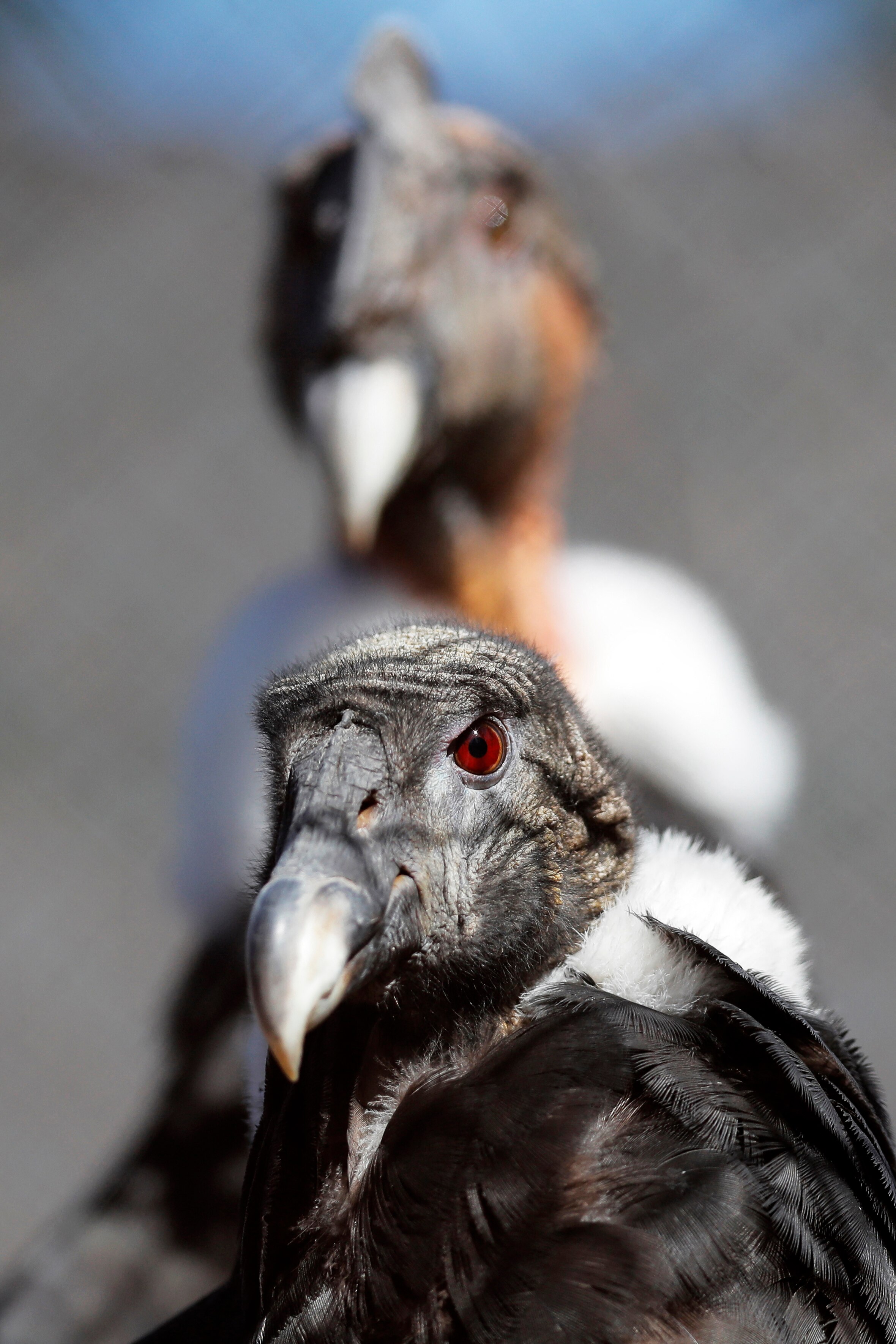 Chile preparing threatened condor chicks for release into the wild ...