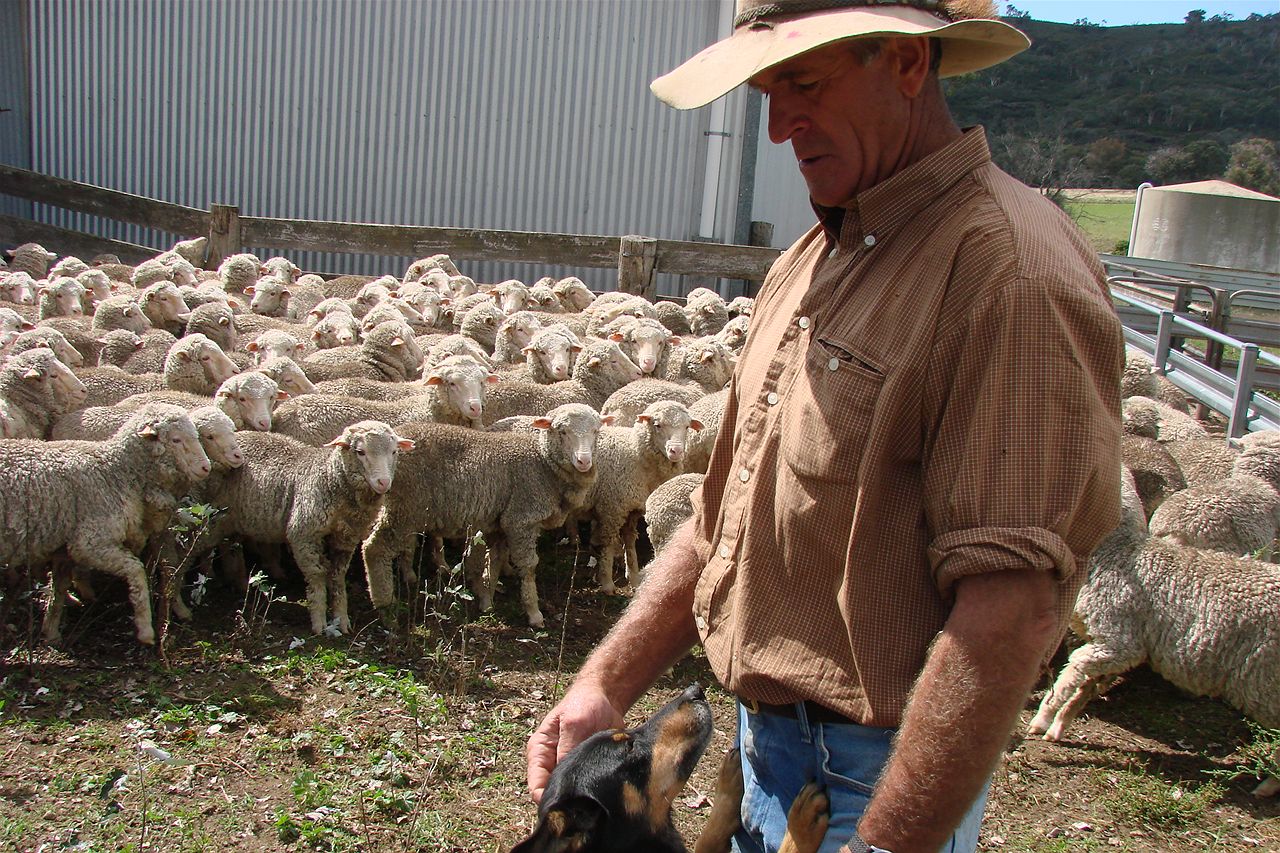 Finally superfine wool pays - ABC News