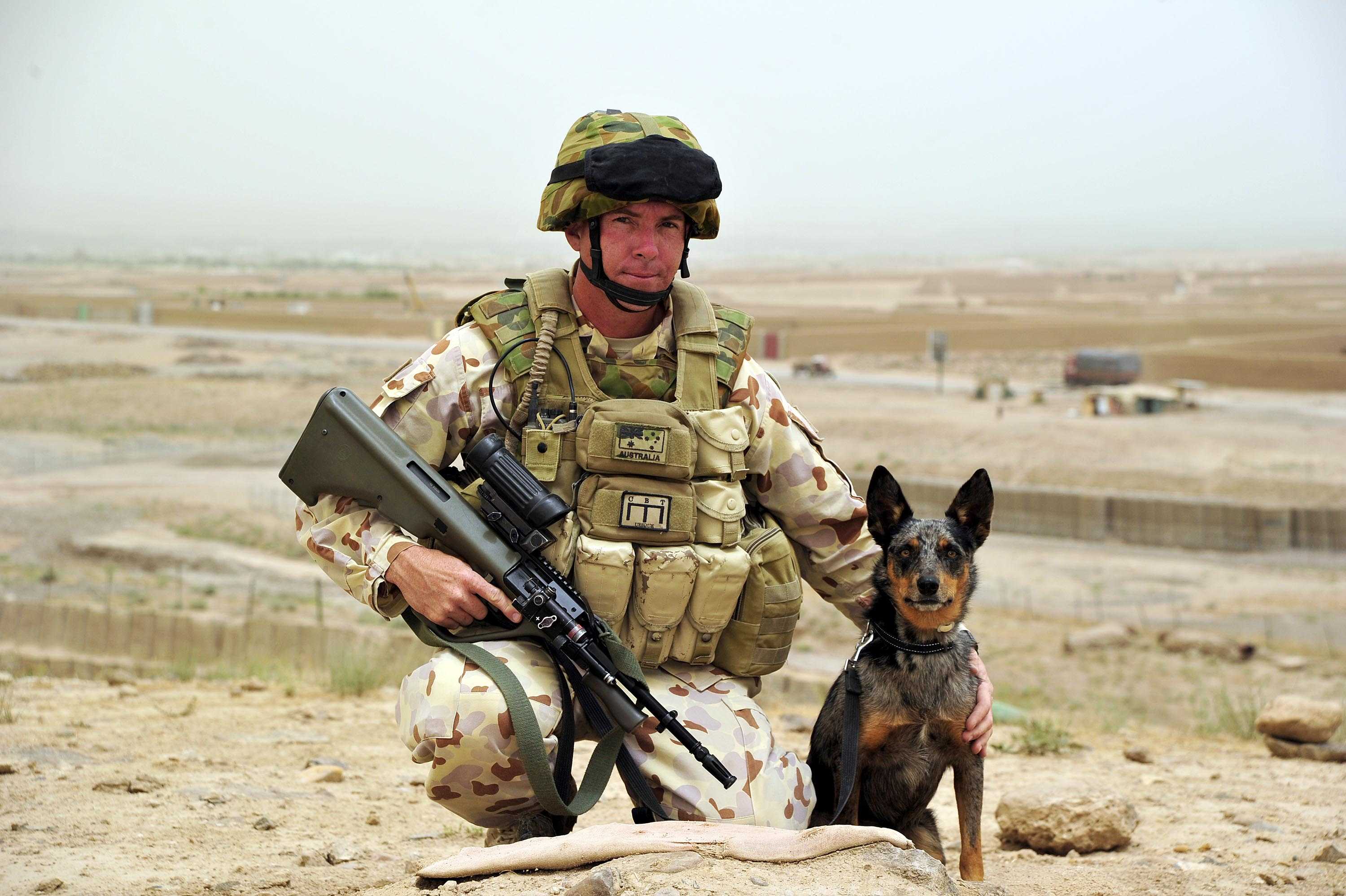 War dogs: four-legged Diggers saving lives - ABC Radio National