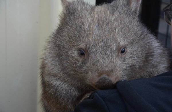 Marathon search to find wombat joey a show of volunteers' dedication to ...