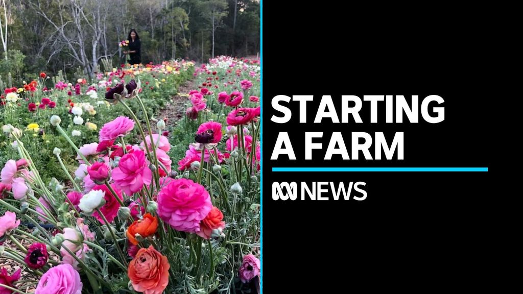 Couple begins new life in rural Queensland starting a flower farm - ABC ...