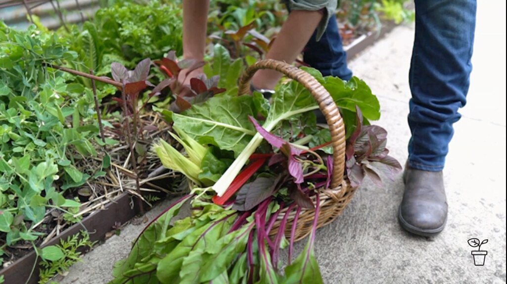 Active Autumn - Gardening Australia