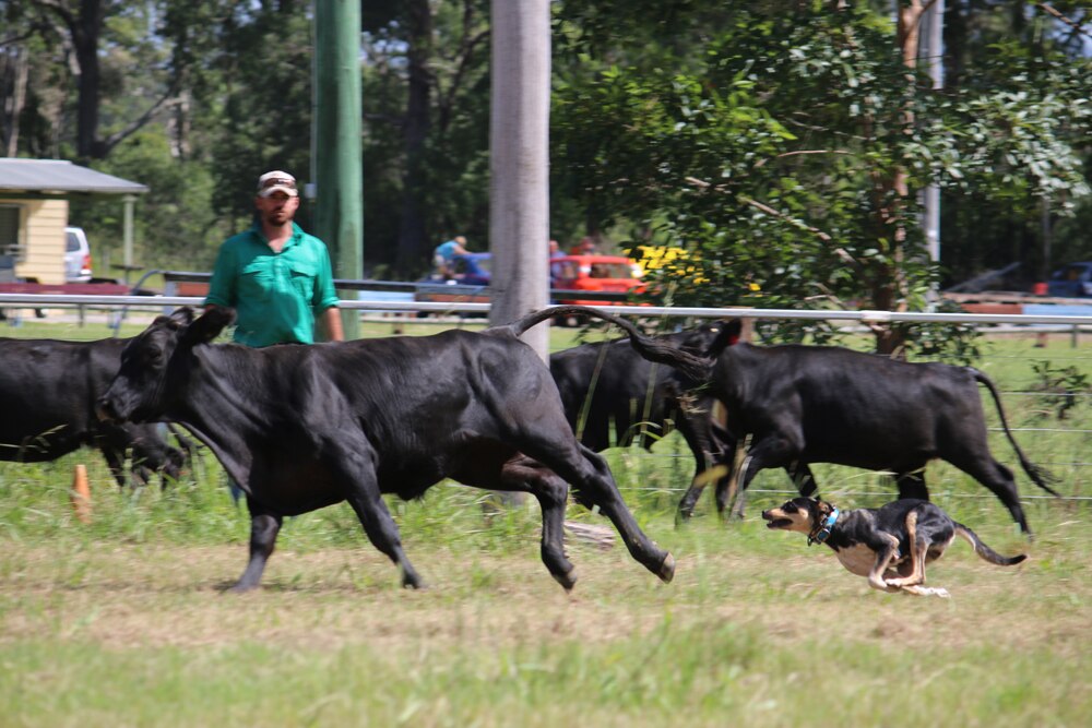 Working dog trials return to Nabiac Show after seven year absence - ABC ...