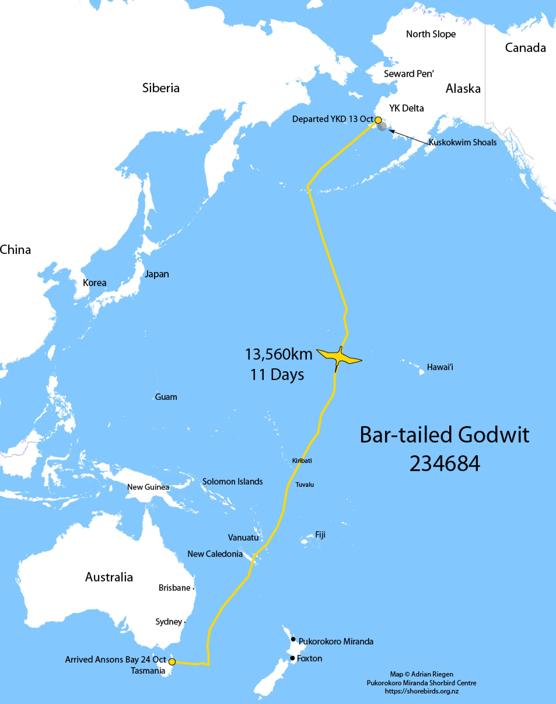 Bar Tailed Godwit Migration