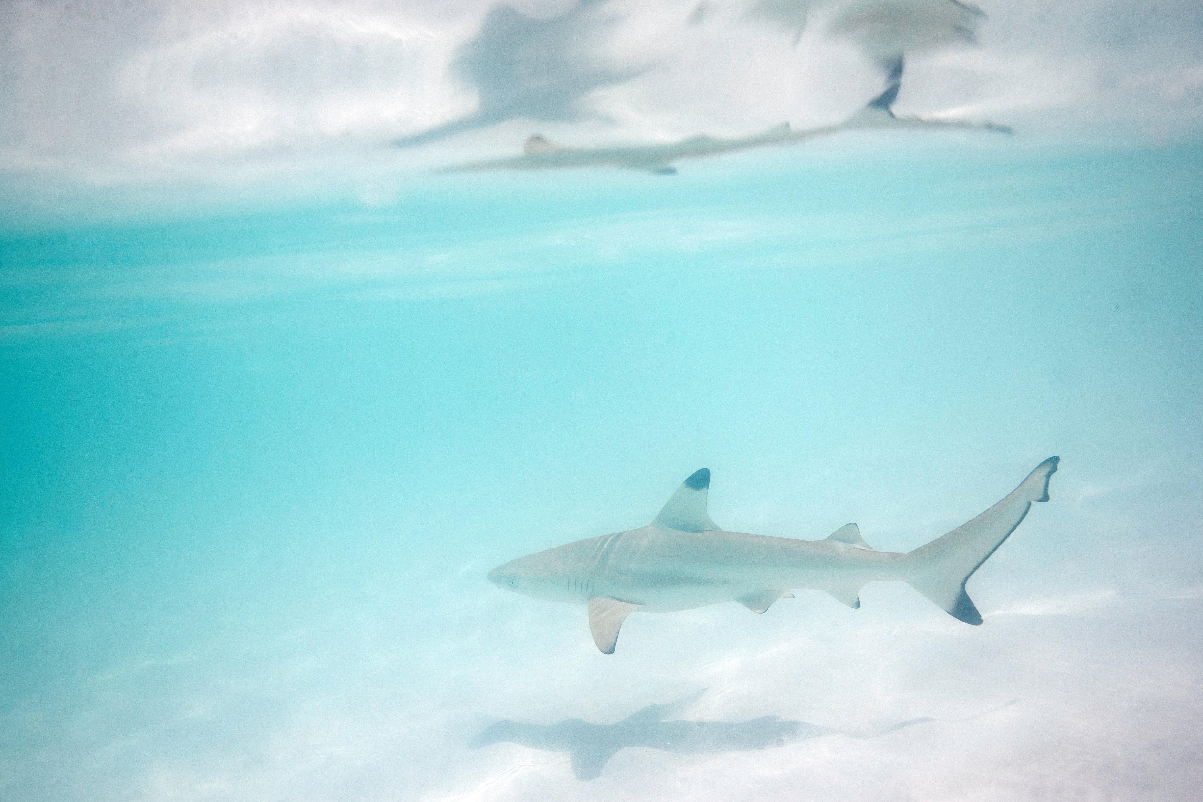 Sharks return to Thailand's Maya Bay, but balancing wildlife and ...