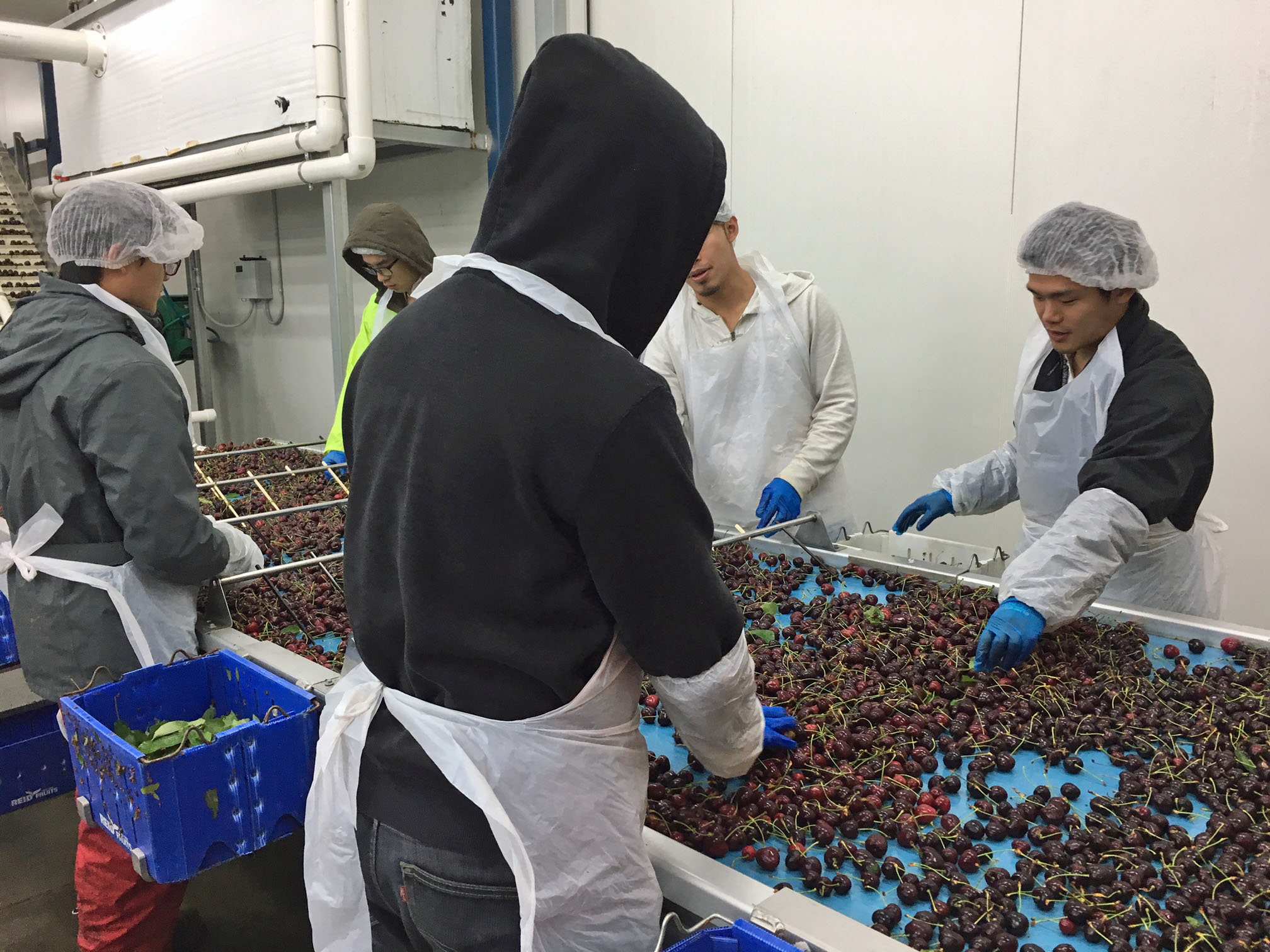 The challenge to Tasmanians to take up farm jobs this summer - ABC listen