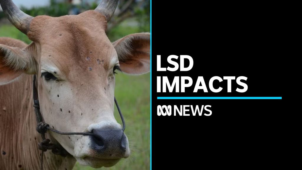 Lumpy skin disease to have serious impact on trade - ABC News