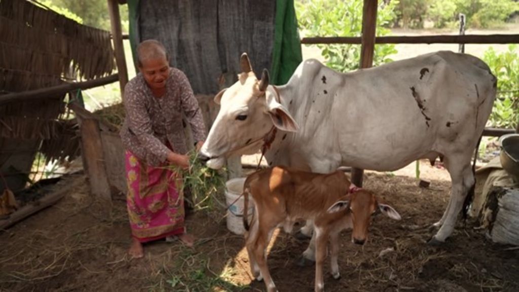 Cows for Cambodia: Changing lives one cow at a time - ABC News