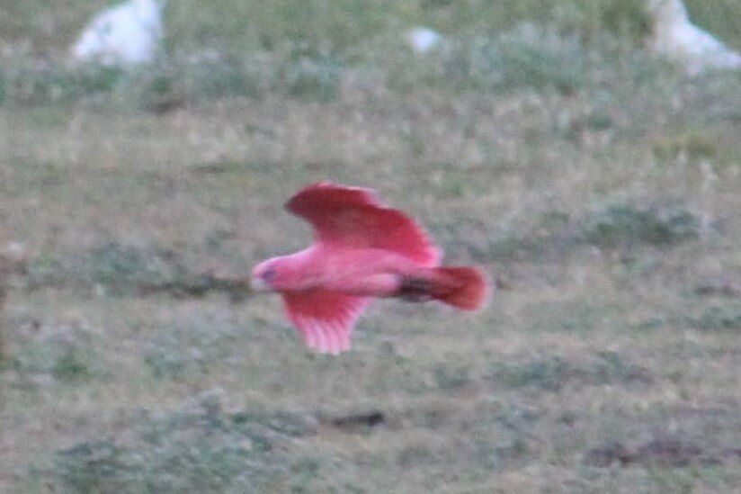 Mystery of a pink corella has scientists, residents baffled - ABC News