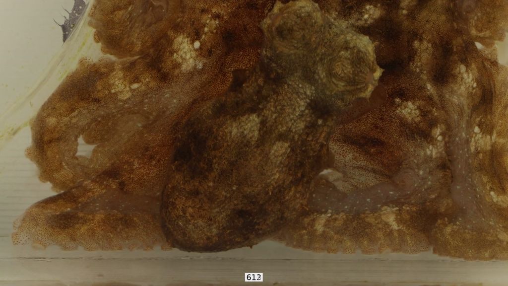 A octopus twitches during REM sleep and changing colours - ABC News