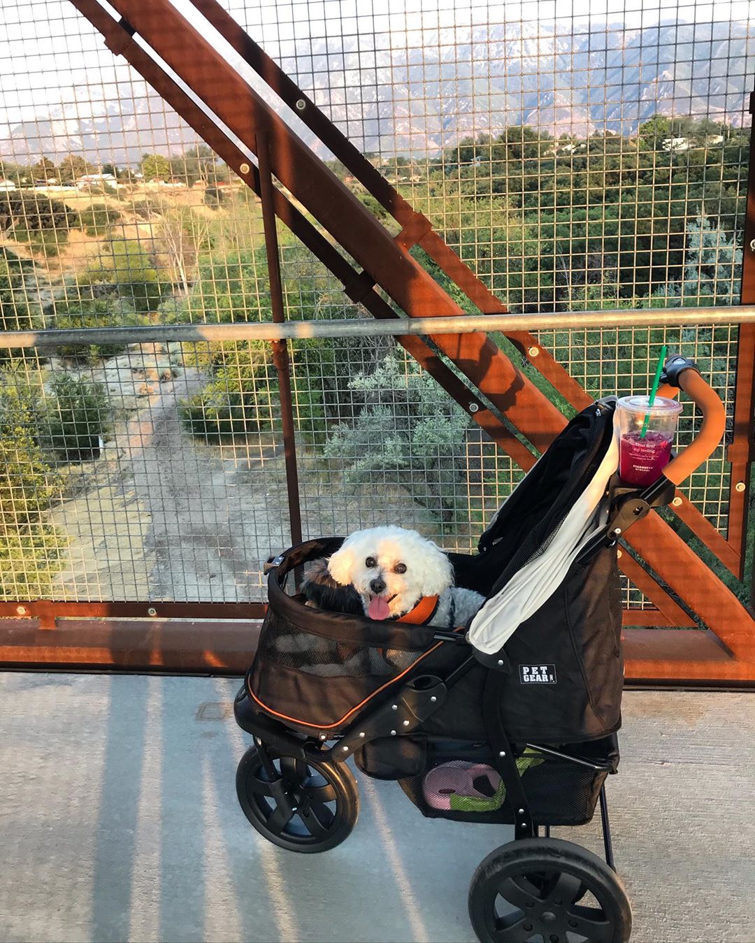 Dog prams are a thing. Here's why you might see some fur babies putting ...