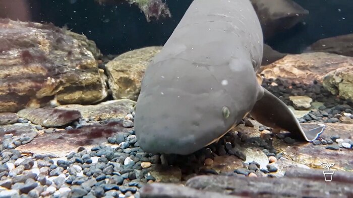 Living Legend - Lungfish - Gardening Australia