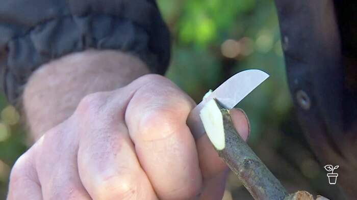 Craft of the Graft - Gardening Australia