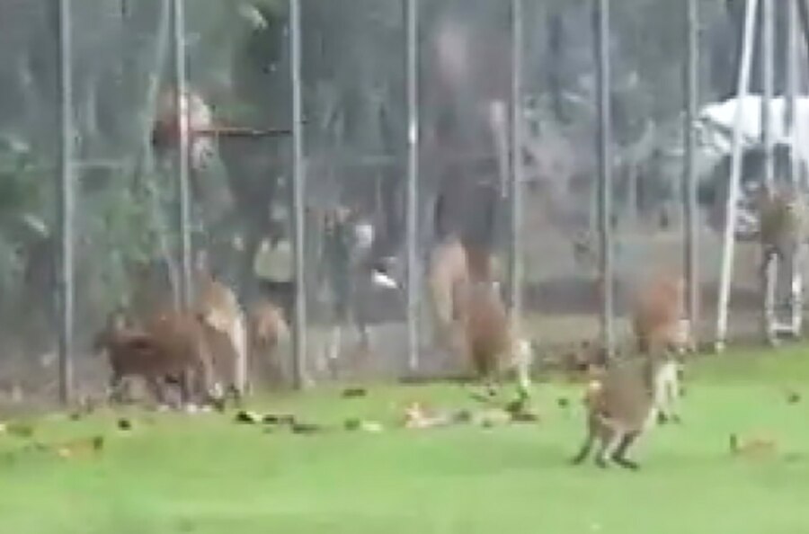 Video shows 'starving' and 'stressed' wallabies hurling themselves ...