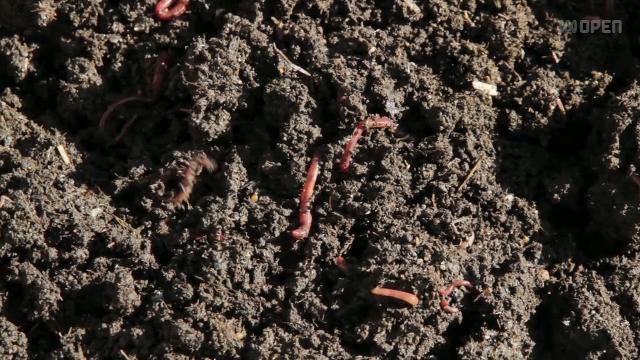 Earthworm life cycle - ABC Education