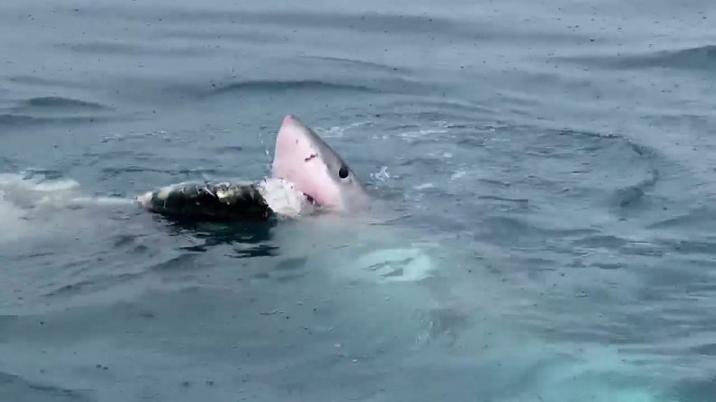 Vision captures great white shark feasting on whale carcass - ABC News