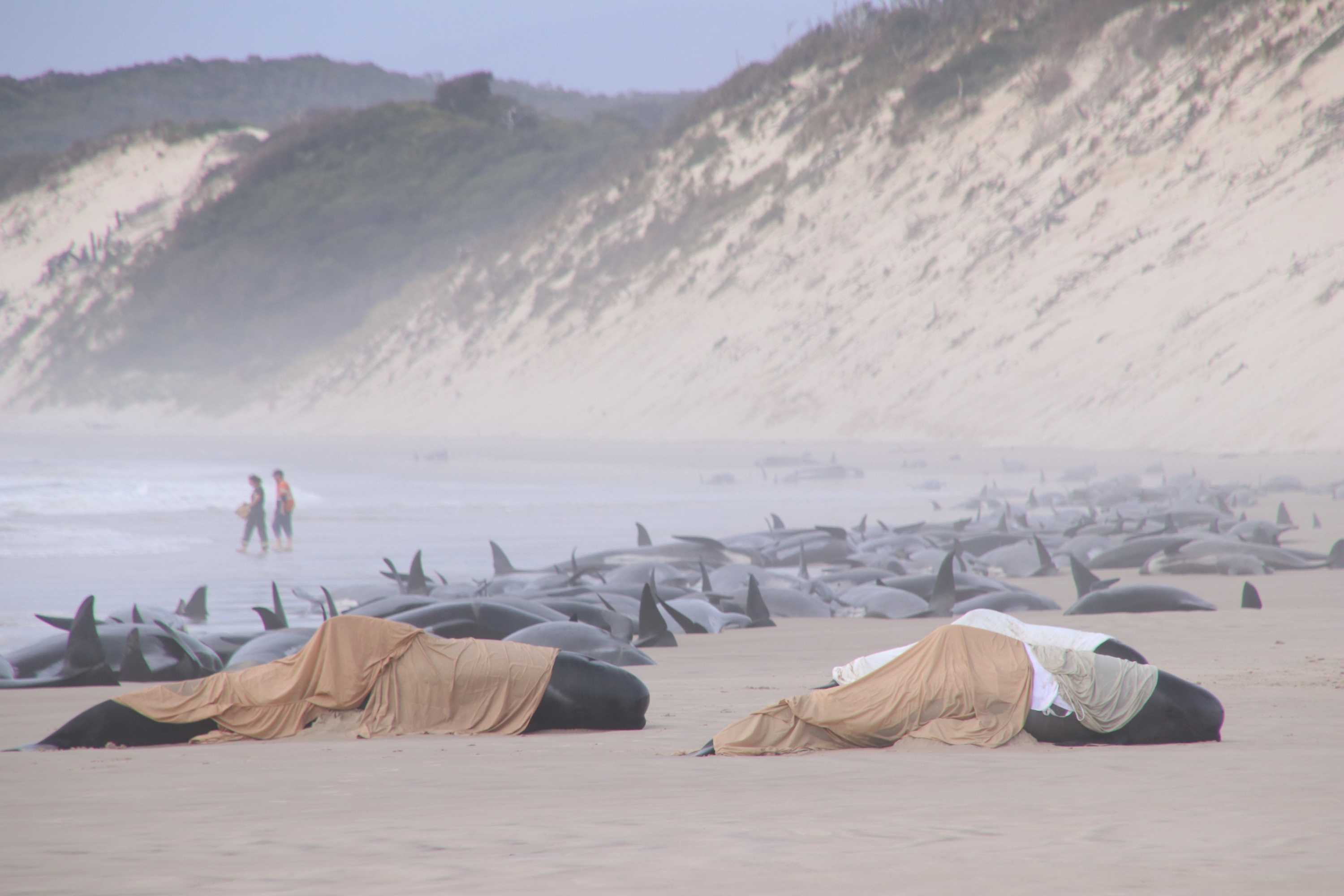 Crews on Tasmania's west coast focussing on stranded whales with best ...