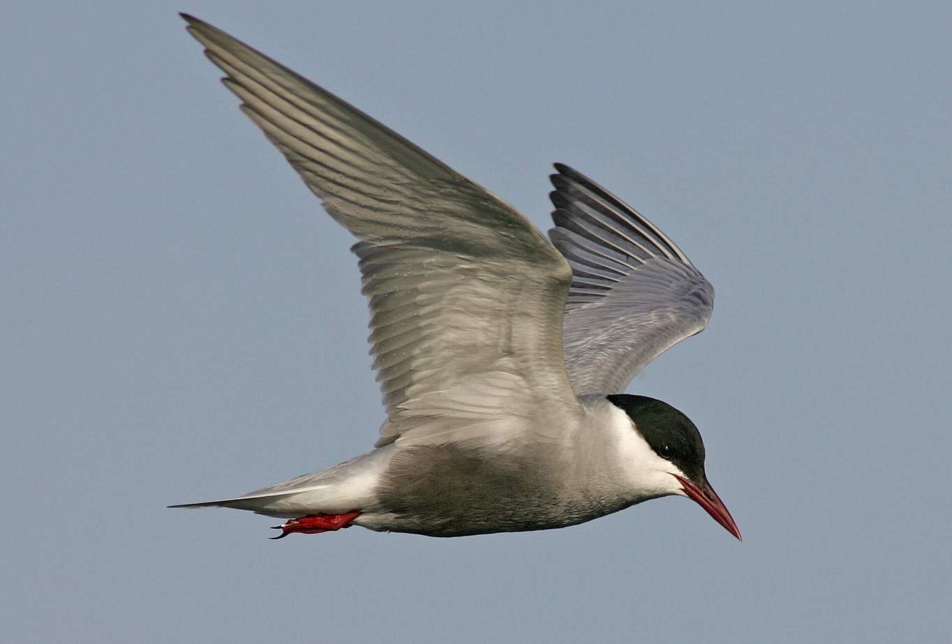 Birds flock to Adelaide sanctuary from northern hemisphere in annual ...