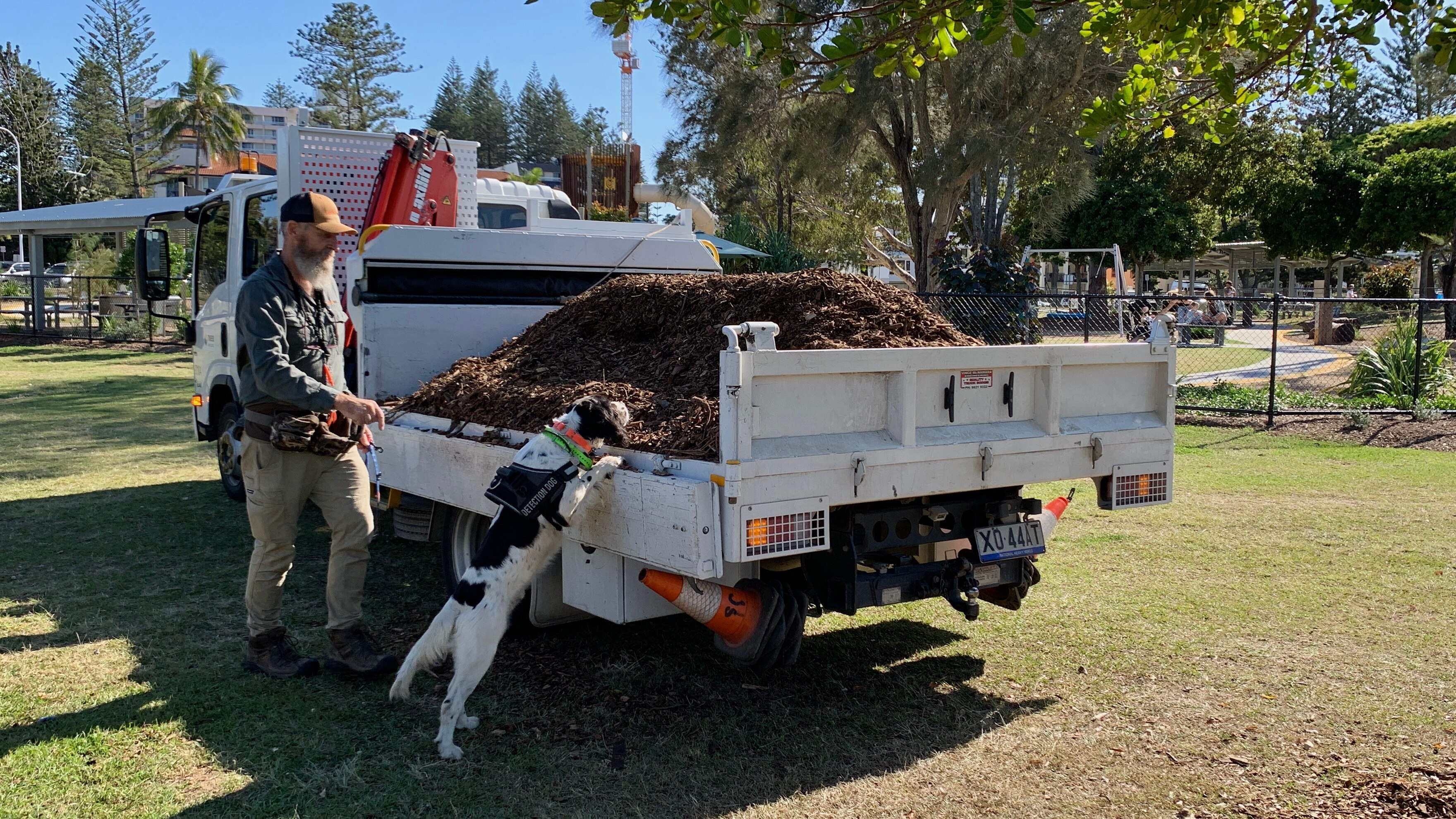 Fire ant control breaches risk fines up to $2.2m as fight to stop NSW ...