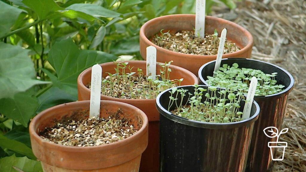 Sowing Poppies - Gardening Australia