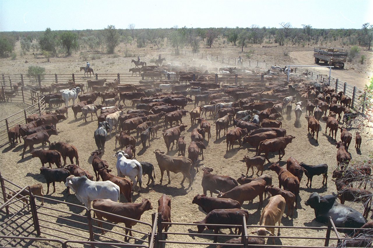 Western Australian pastoralists want State Government to reinstate ...